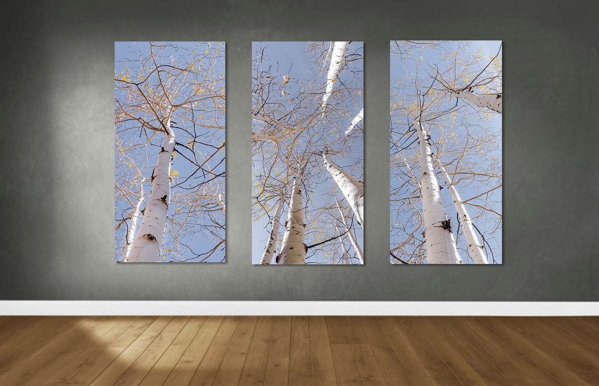 "Triple Blue Birch" - Limited Edition - HD Metal – Bonner Fine Art